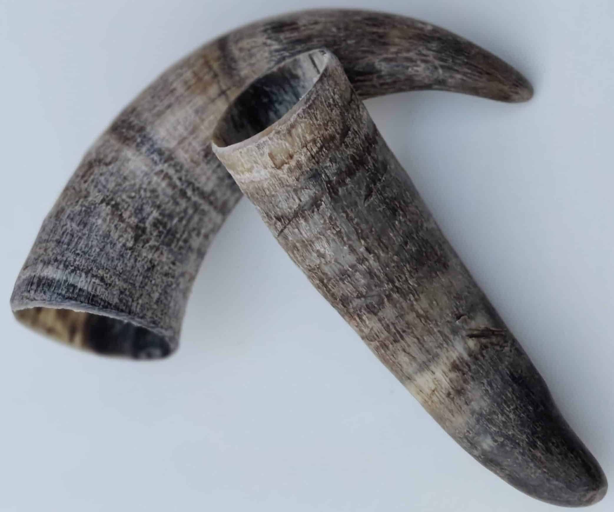 La corne de vache pour chien : un vrai choix naturel