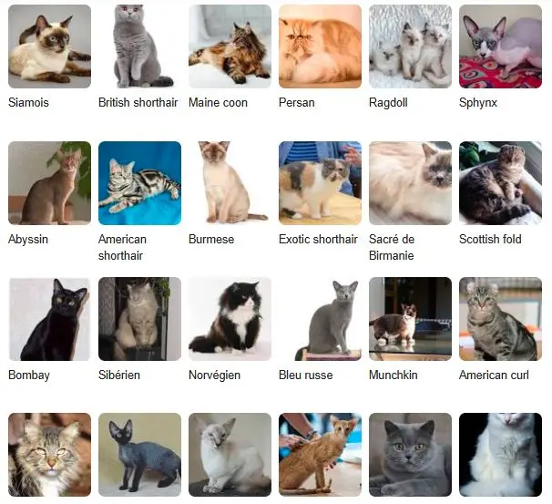 Les races de chat les plus populaires : découvrez leurs particularités